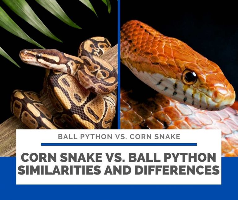 Ball Python vs Corn Snake- Which Pet Snake is the Best for You?