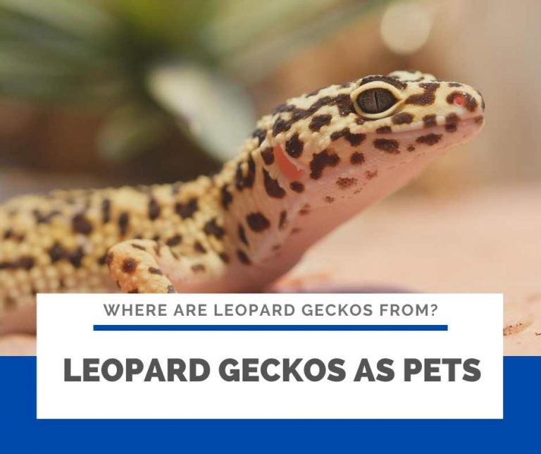 Where Are Leopard Geckos From? Understand Leos Habitats In The Wild