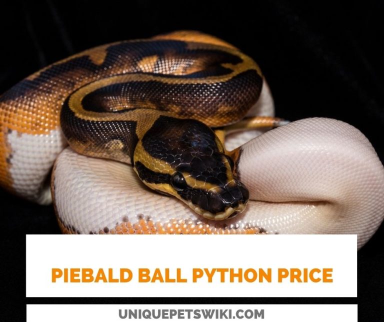Piebald Ball Python Price: Prices at 7 Popular Online Stores