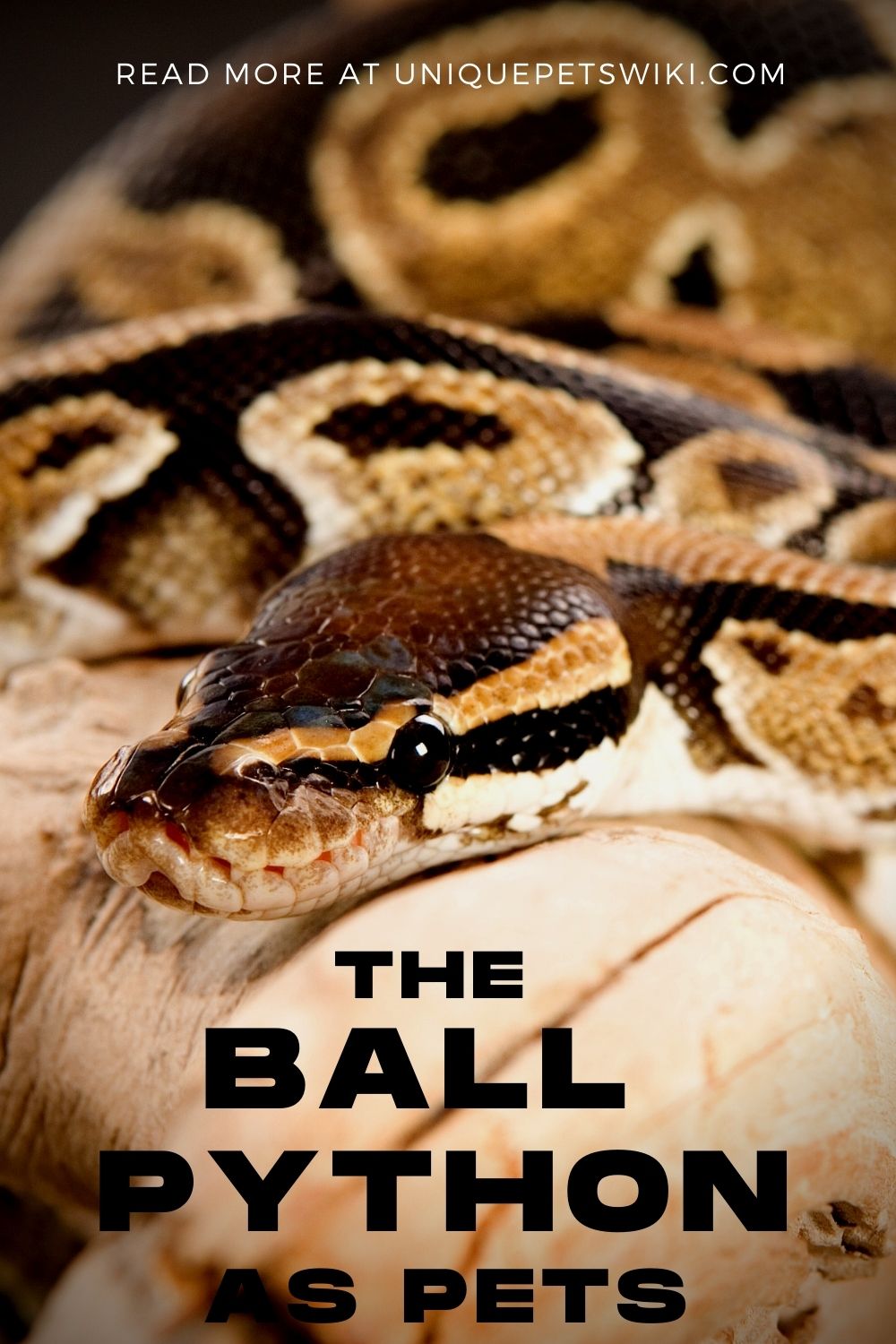 Are Ball Pythons Good Pets?: 12 reasons why!