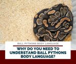 Ball Python Body Language: A Detailed Guide With Pictures