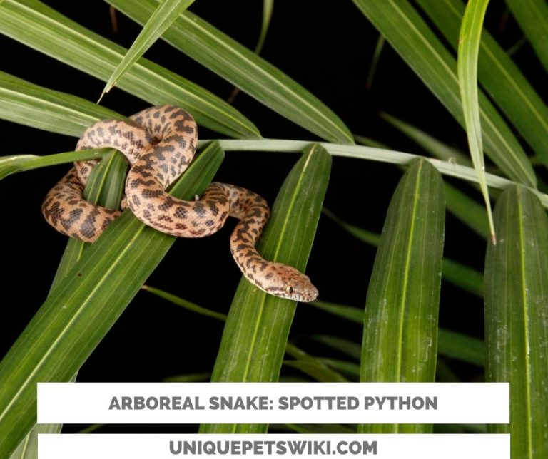 Best Arboreal Pet Snakes For Beginners