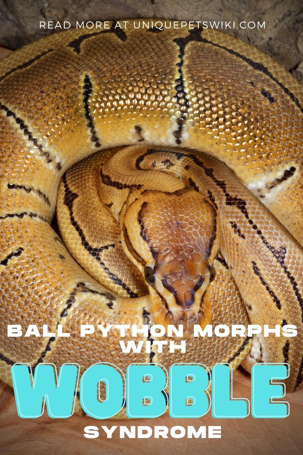 What Ball Python Morphs Have A Wobble?