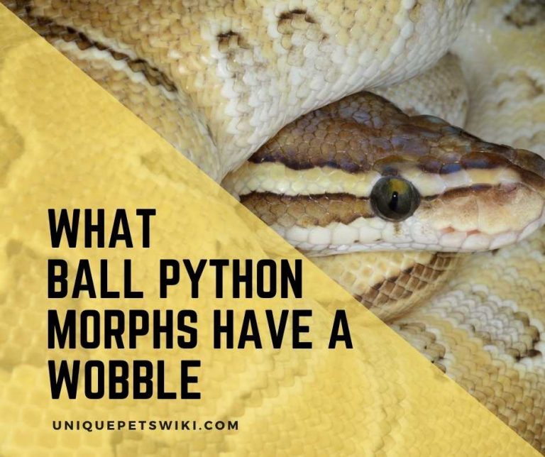 What Ball Python Morphs Have A Wobble?