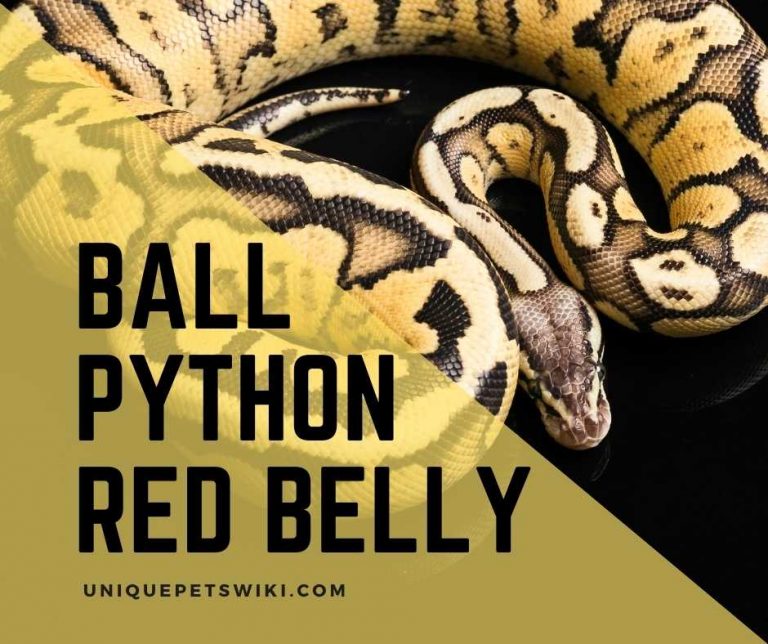 Ball Python Red Belly: Symptoms, Causes, and Treatment
