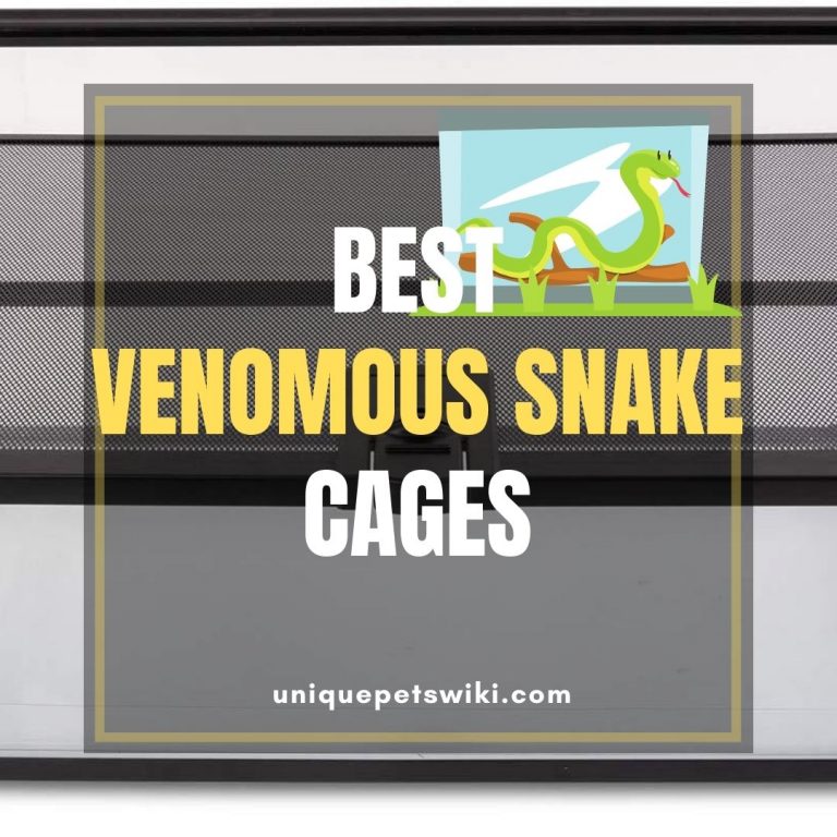 Best Venomous Snake Cages