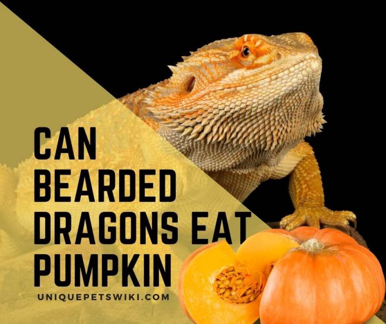 Can Bearded Dragons Eat Pumpkin? Yes! TIPS Make it Safe Food
