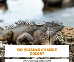Do Iguanas Change Color? Iguanas Color Change To Brown, Orange, And Yellow