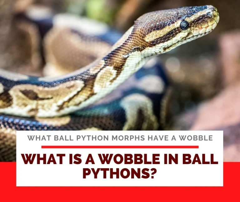 What Ball Python Morphs Have A Wobble?