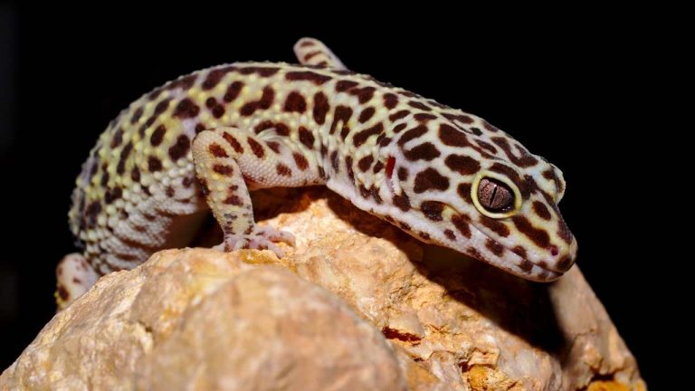 Leopard Gecko Noises: Complete List And Understanding Their Meanings
