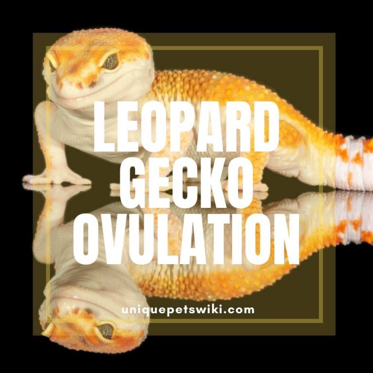 Leopard Gecko Ovulation: Signs & How To Take Care Of A Female Leopard ...