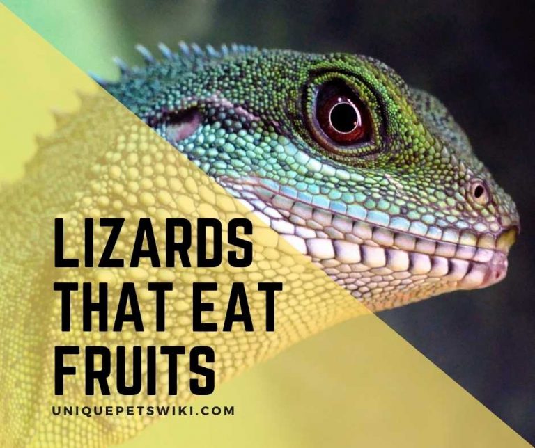 14 Lizards That Eat Fruits (14 Vegetarian Lizards)