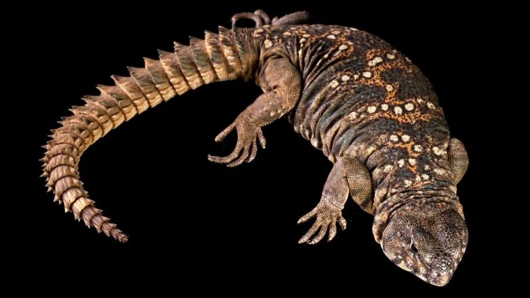 Uromastyx Ocellata: Species Profile, Prices, Basic Care