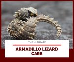 Ultimate Armadillo Lizard Care Guide for Beginners