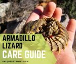 Ultimate Armadillo Lizard Care Guide for Beginners