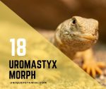 18 Uromastyx Morphs: A-Z Complete Uromastyx Types, Colors, Species