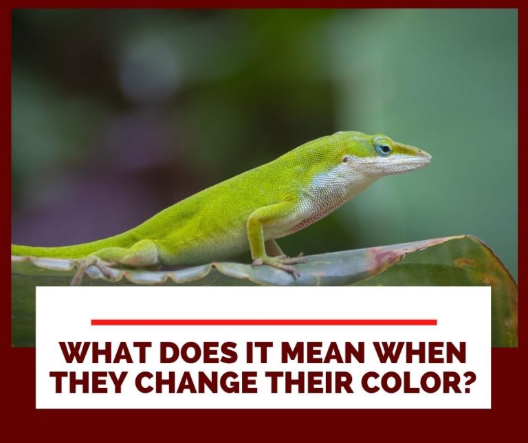 Green Anole Brown: Why is My Green Anole always Brown?