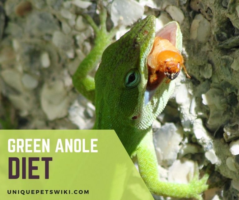 Green Anole Diet: A-Z Food List (Insects & Fruits)