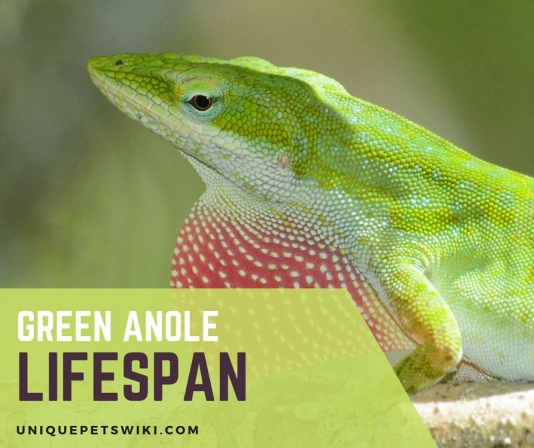 Green Anole Lifespan: How Long Do Green Anoles Live?