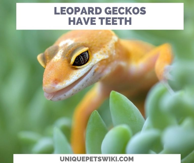 Leopard Gecko Teeth: Do Their Bites Hurt?- 5 Must-Know Facts