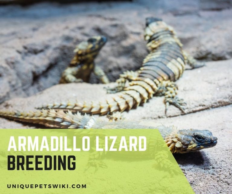 (7 Steps) Armadillo Lizard Breeding Guide For Beginners