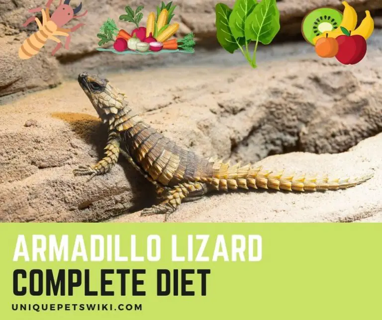 Armadillo Lizard Diet: Complete A-Z Food List For Armadillo lizard