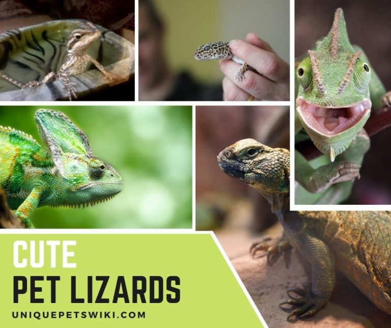TOP 7 Cute Pet Lizards To Keep as Pets (With Photos)