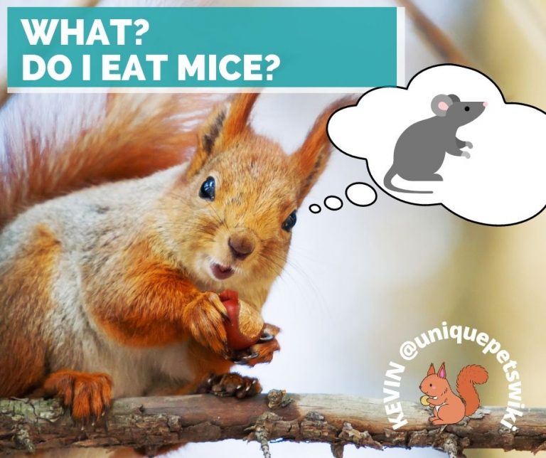 Do Squirrels Eat Mice? Yes! But Let's Learn The Truth