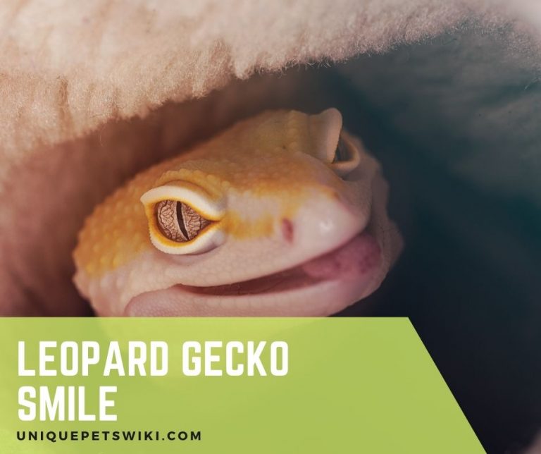 Leopard Gecko Smile - 02 Reasons Explained (With Pictures)