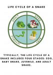Life Cycle of a Snake (With Pictures)