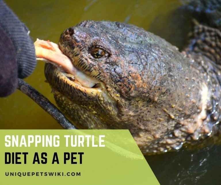 Snapping Turtle Diet as a Pet