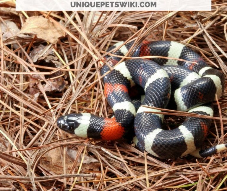 10 Most Beautiful Harmless Snakes For Pets (With Pictures)