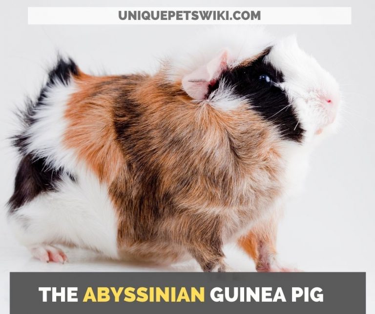 Top 10 Small Guinea Pig Breeds That Stay Small (With Pictures)