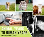 Animal Years to Human Years Calculator (Dog, Cat, Rabbit, Horse, and More)