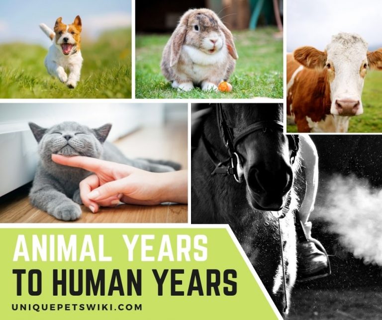 Animal Years to Human Years Calculator (Dog, Cat, Rabbit, Horse, and More)