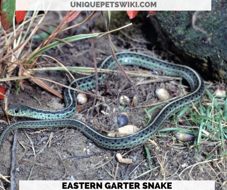 10 Most Beautiful Harmless Snakes For Pets (With Pictures)