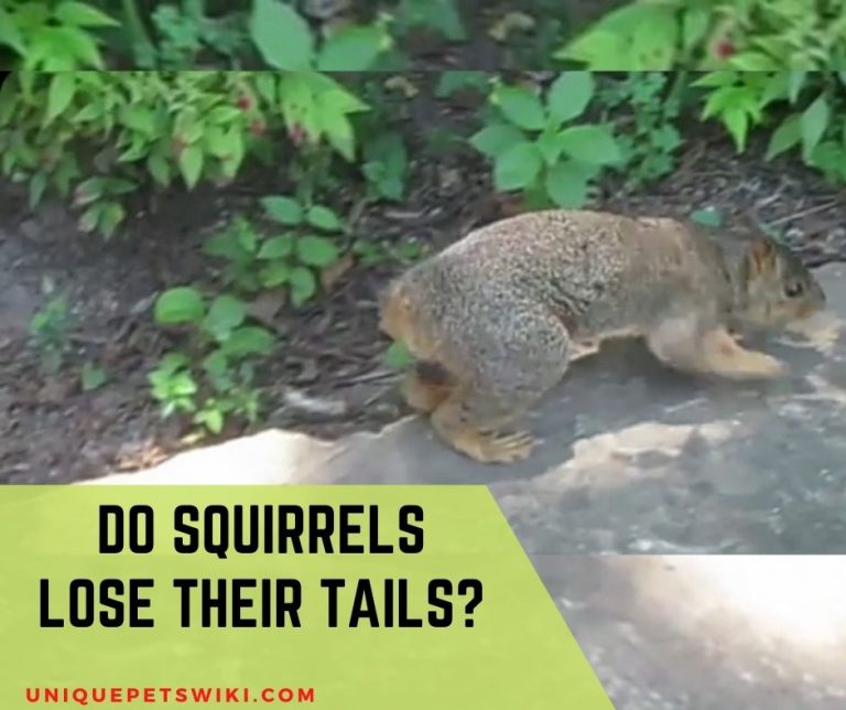 Do Squirrels Lose Their Tails? Do Squirrels' Tails Grow Back?