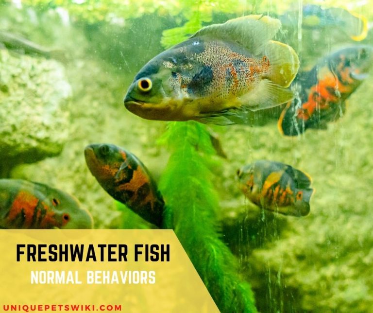 24 Freshwater Fish Normal Behaviors You Should Know (Photos Included)