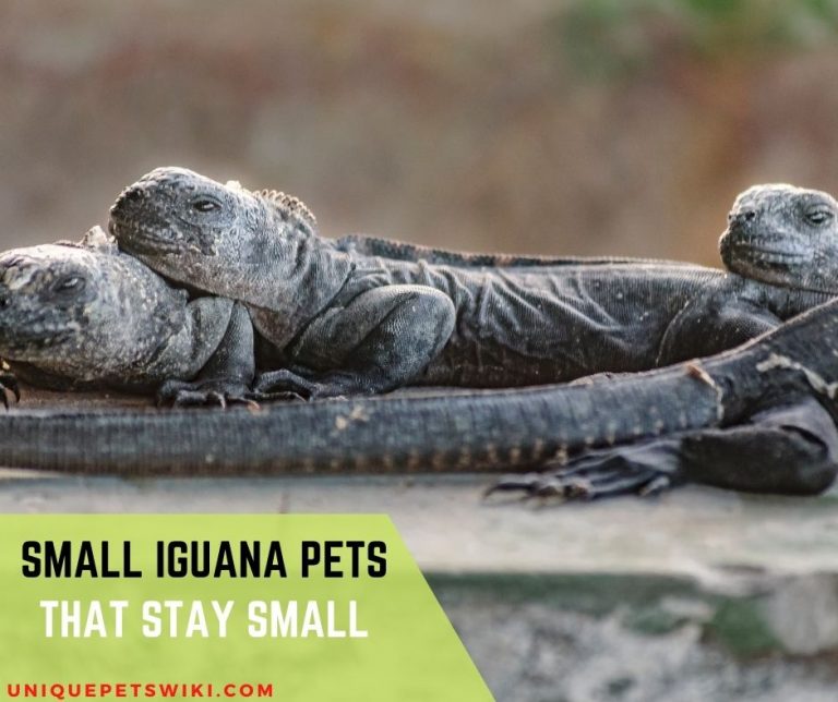 Top 4 types of Small Iguana pets That Stay Small for Pets