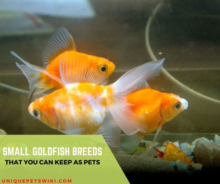 Top 10 Small Goldfish Breeds That You Can Keep As Pets