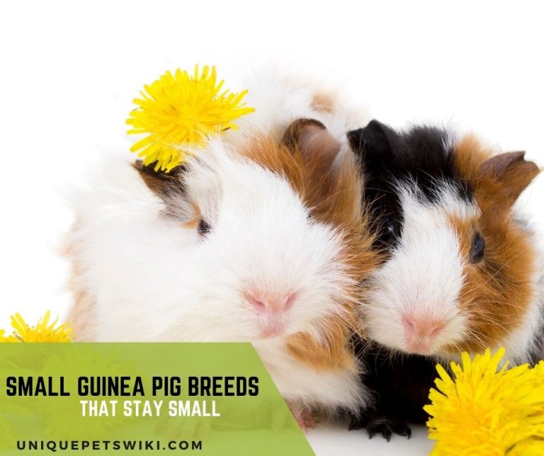 Top 10 Small Guinea Pig Breeds That Stay Small (With Pictures)