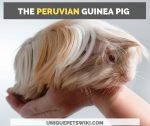 Top 10 Small Guinea Pig Breeds That Stay Small (With Pictures)
