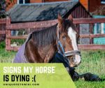 13 Signs of A Dying Horse and How to Help Them in Their Final Moments