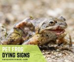 Signs Of A Dying Frog – 15 Symptoms My Pet Frog Is Dying