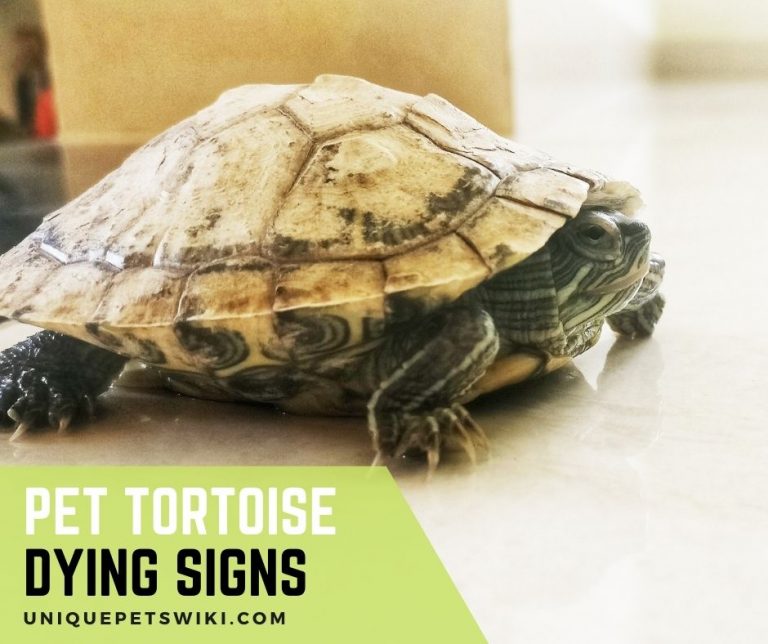 13 Signs A Tortoise Is Dying (Basic Treatments Included)