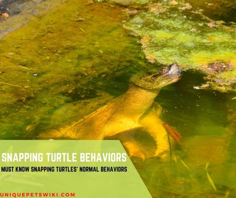 09 Snapping Turtle Behaviors - Normal or abnormal?