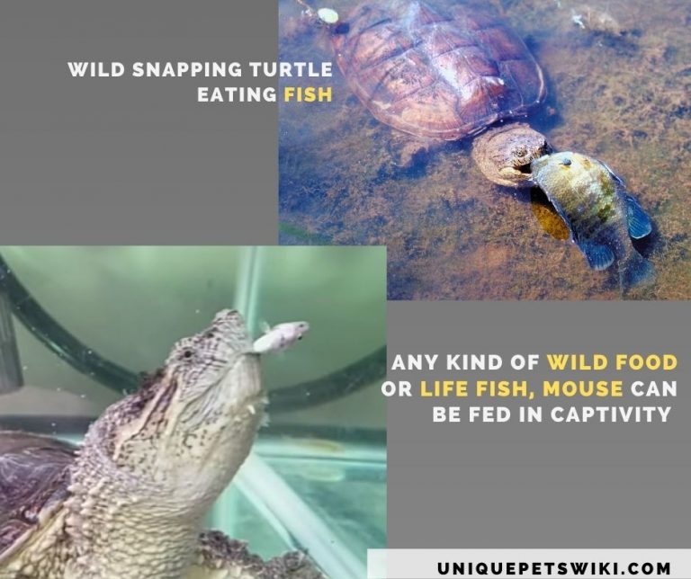 Snapping Turtles As Pets: 20-Things-You-Need-To-Know