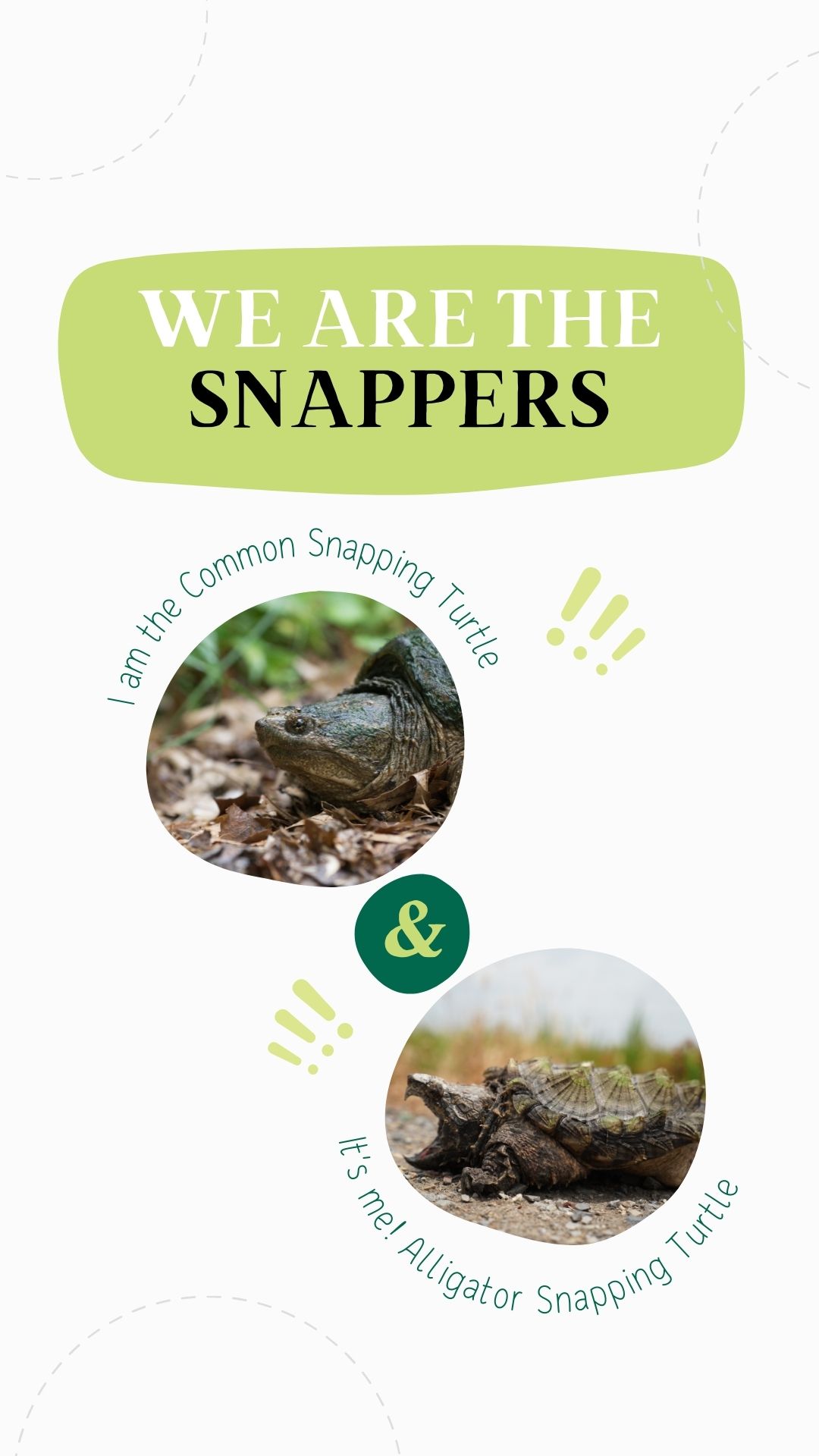 Snapping Turtles As Pets: 20-Things-You-Need-To-Know