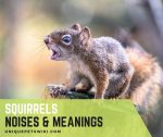 09 Squirrel Noises Meaning: What Sounds Do Squirrels Make?