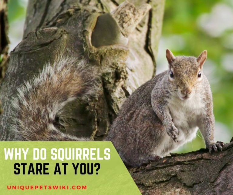 Why Do Squirrels Stare at You? - Secret You Didn't Know